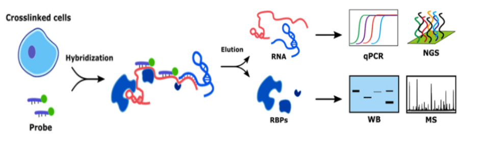 RAP - 广州艾西龙生物
